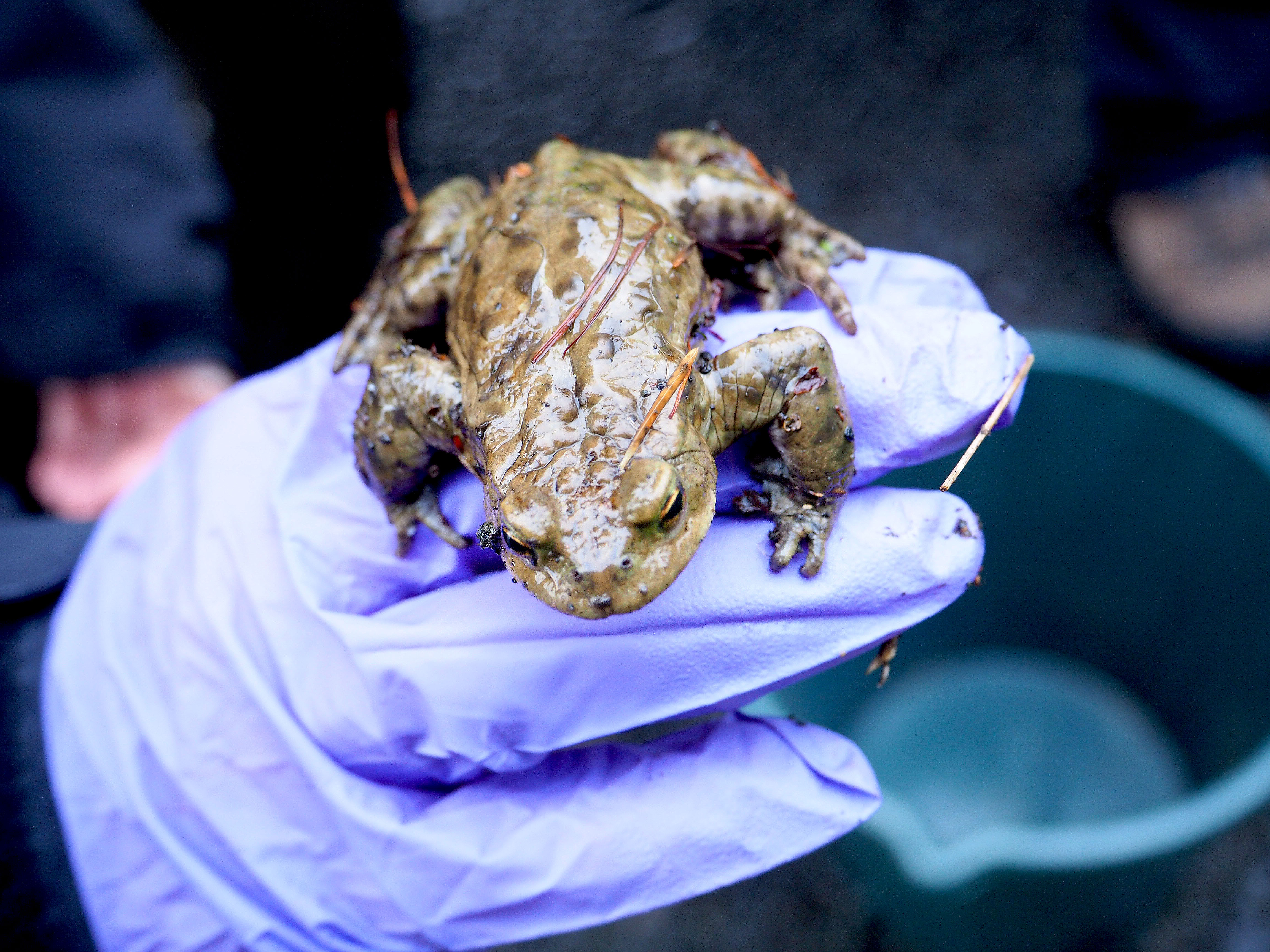 Saving toads with our Holyrood rangers - Historic Environment Scotland Blog