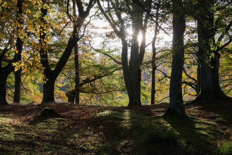 Back to Our Roots: Celebrating Trees in the Historic Environment