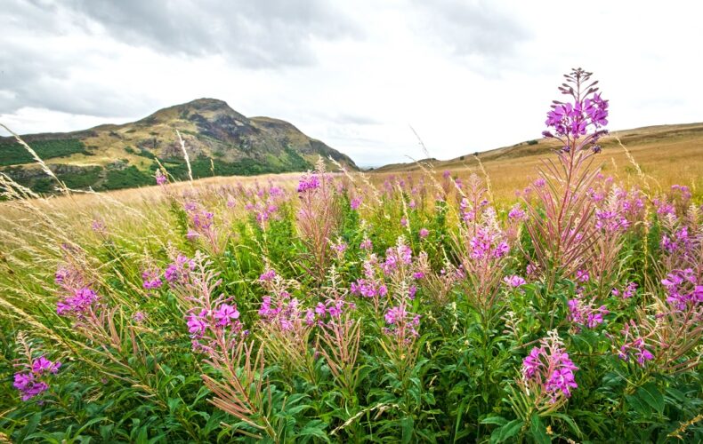 A Women's History Tour of Holyrood Park