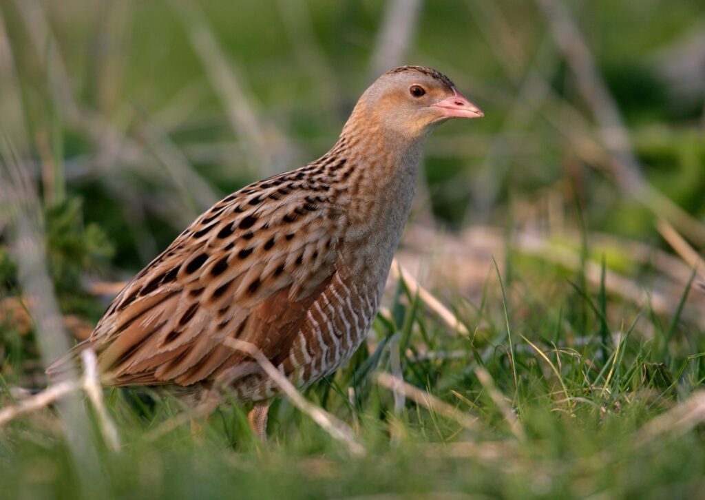 Orkney’s folklore: 5 Orcadian folktales from The Outrun