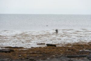 Orkney’s folklore: 5 Orcadian folktales from The Outrun